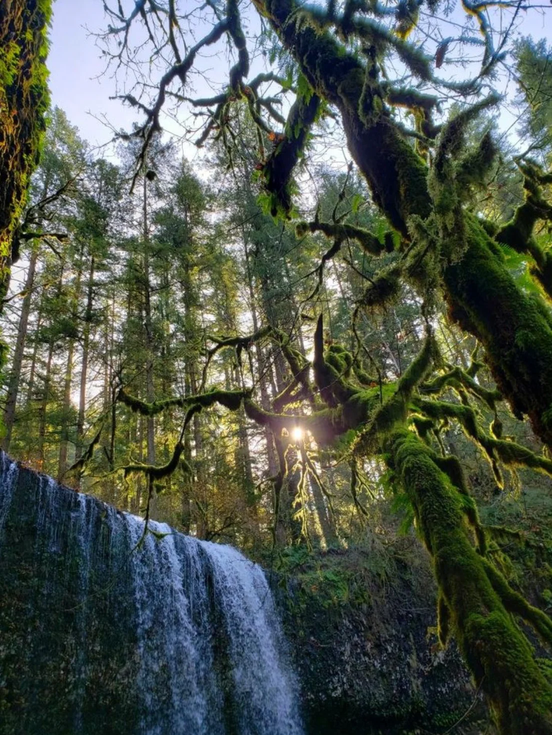 Not Just One Waterfall: How to Plan a Silver Falls Visit - Visit Silver ...